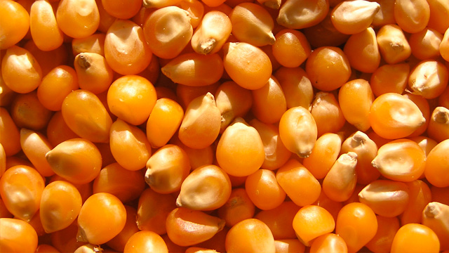 Maiz pisingallo – Alimentarg